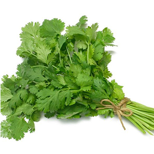 Cilantro Bunch Ea - The Crisp Apple Calgary